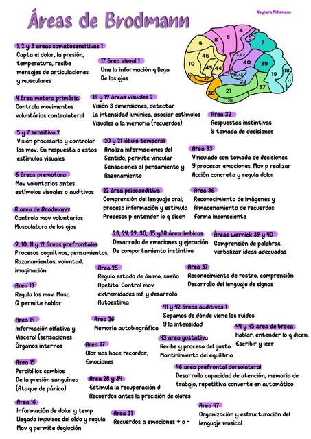 Áreas de Brodmann | Nayhara Milhomens | uDocz