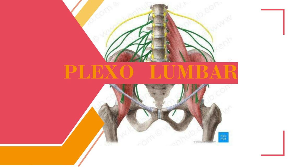 plexo lumbar | Gina Chávez | uDocz