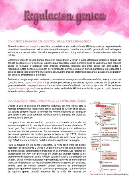 Regulación génica - Operón LAC | Sol.P | uDocz