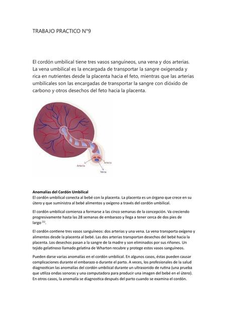 Flashcards de Anomalías del Cordón Umbilical MATERNO PRACTICA | Por ...