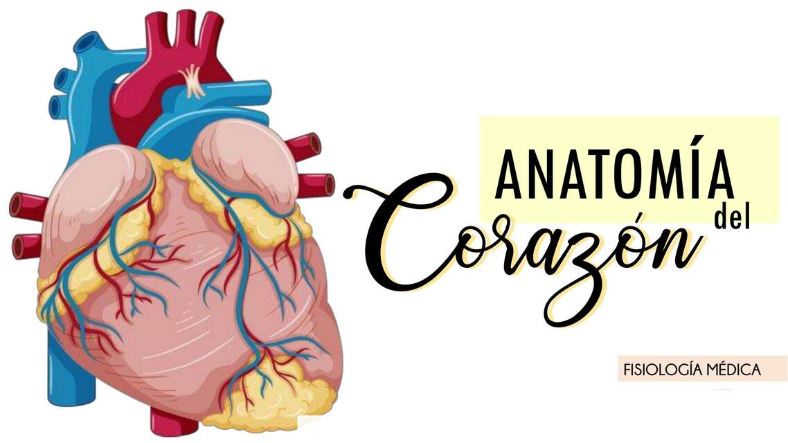 Anatomía del corazón 2 | lucia | uDocz