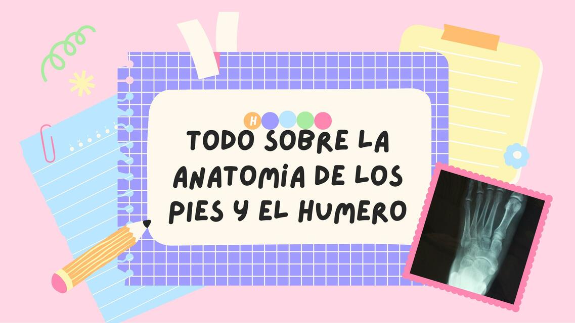 anatomia de pies rx | Luisa fernanda Martinez Navia | uDocz
