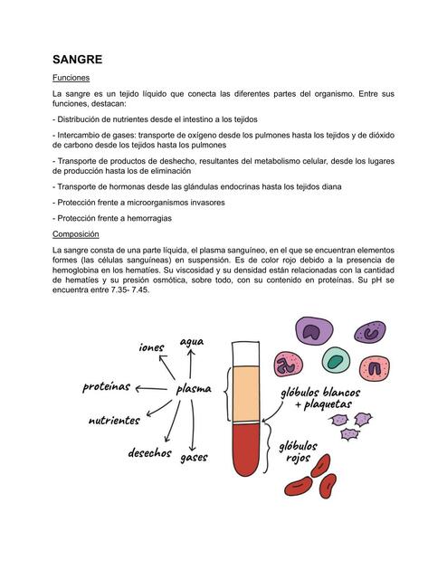 Sangre y hematopoyesis | Virginia | uDocz