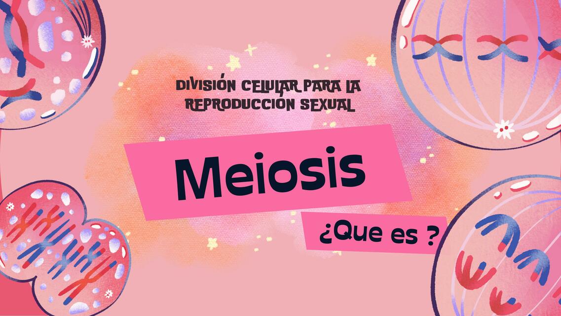 presentación sobre la meiosis | ariana | uDocz