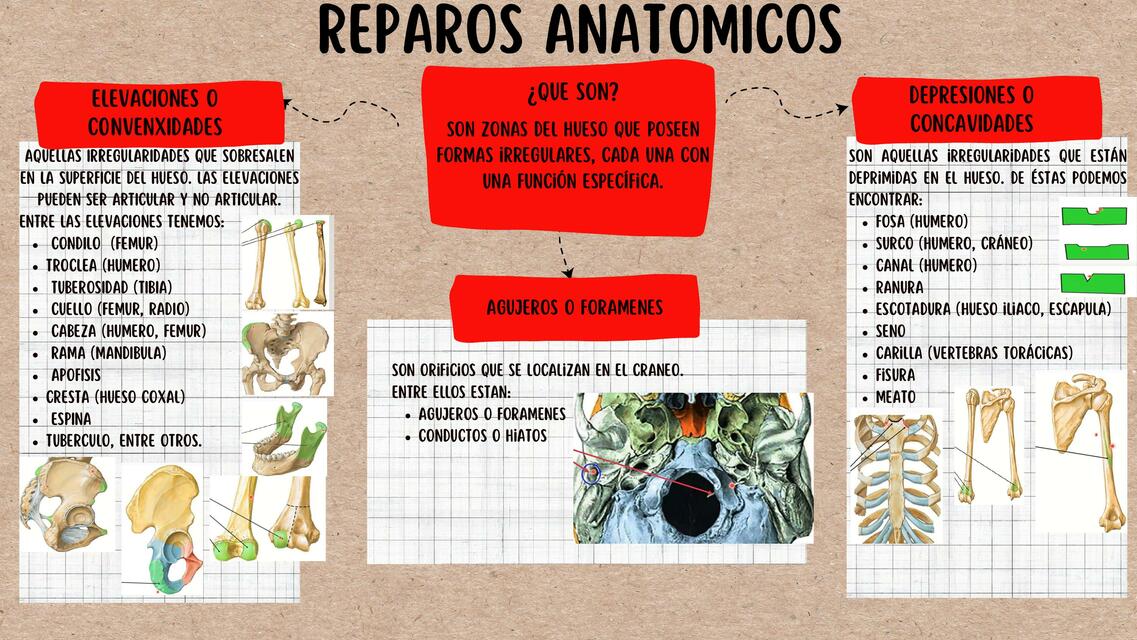 REPAROS ANATOMICOS | Valery Tocora | uDocz