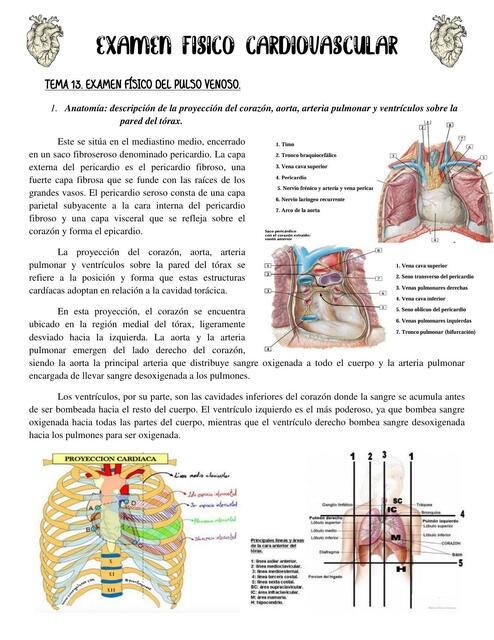 Examen físico cardiovascular | Eliana | uDocz Examen físico cardiovascular | Eliana | uDocz