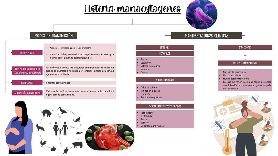 Listeria monocytogenes | Lu H.C | uDocz