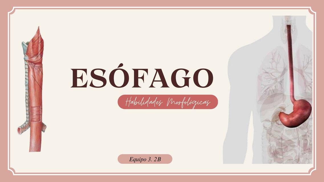 ESÓFAGO (en Anatomía, Histología y Embriología). | mit | uDocz