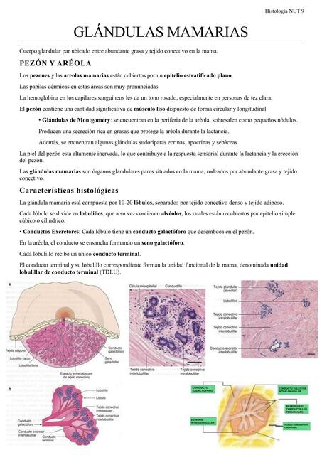 histo glandulas mamarias | sincondrosis | uDocz