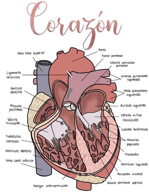 corazón | Josselyn Rosales.08 | uDocz