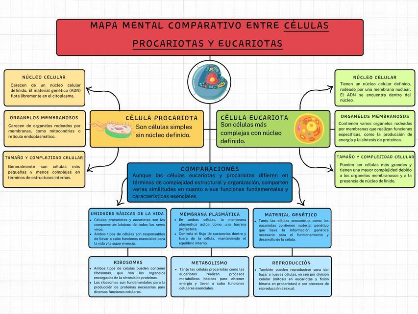 Cuadros Comparativos Entre Clula Procariota Y Eucariota Cuadro