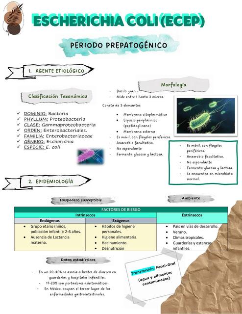 E coli ECEP | Gema Navor | uDocz