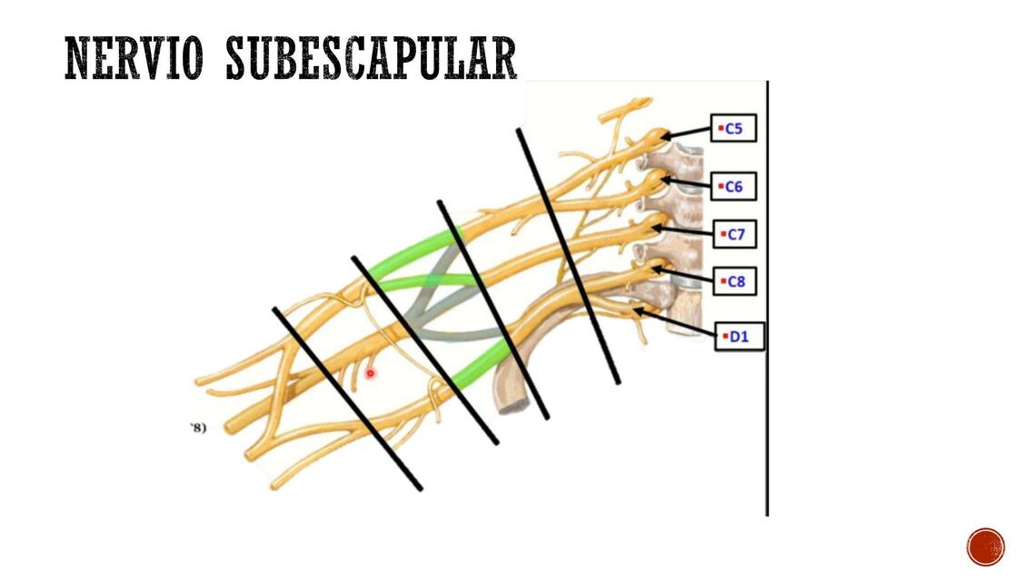 NERVIO SUBESCAPULAR | Sheyla | uDocz