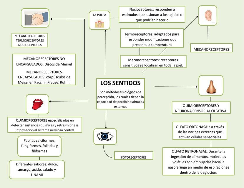 Mapa conceptual de los Sentidos 6 | nicol | uDocz