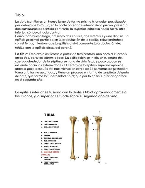 Tibia y perone | Melisa | uDocz