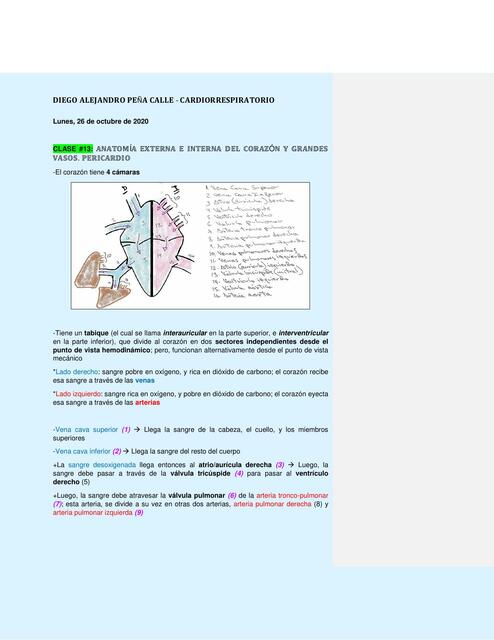 CARDIOR 13 ANATOMÍA EXTERNA E INTERNA DEL CORA | juliana Mejia Quintero ...