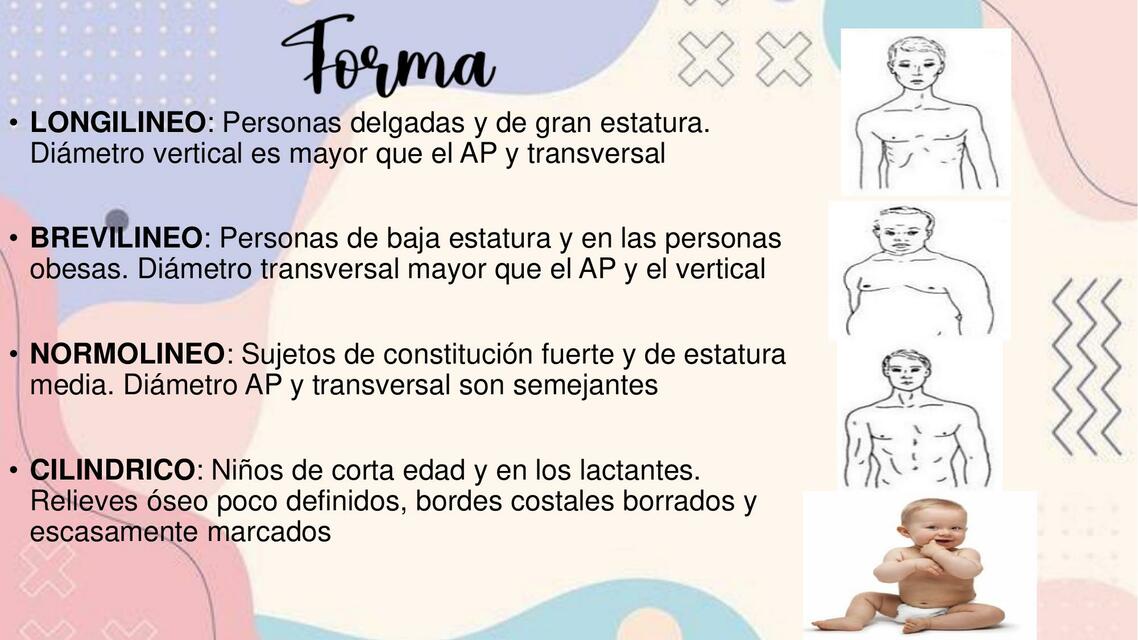Formas de Tórax Fisiológicas | Medicina Óptima | uDocz