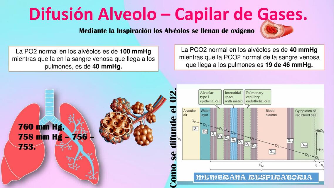 Difusión Alveolo Capilar de Gases | Medicina Óptima | uDocz