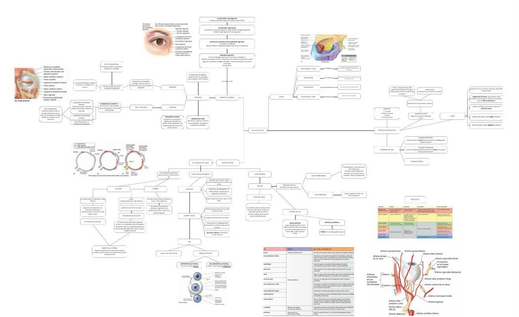 MAPA ANATOMIA DEL OJO | RUIZ ROBLES DAVID ALEJANDRO | uDocz