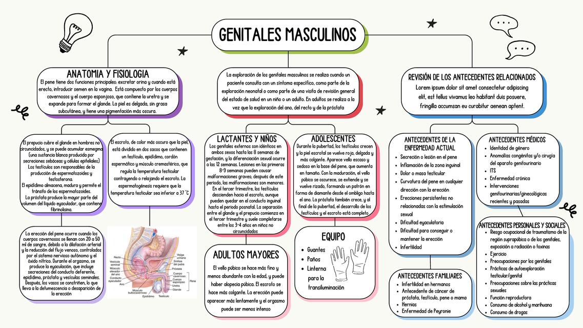 Mapa de resumen Genitales Masculinos -Seidel | Dhamarssi López | uDocz