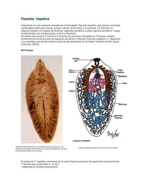 Fasciola Hepatica Rotulada Hepatica, Der Blaue Schatz Der Wälder