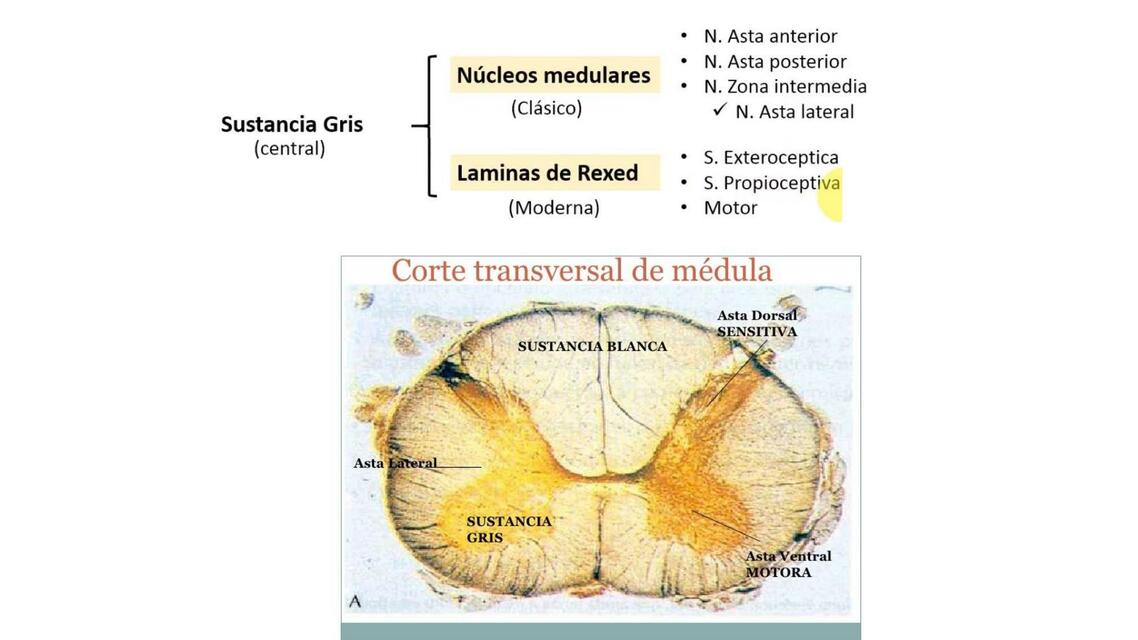 LAMINAS DE REXED | SERTRALINA :) | uDocz