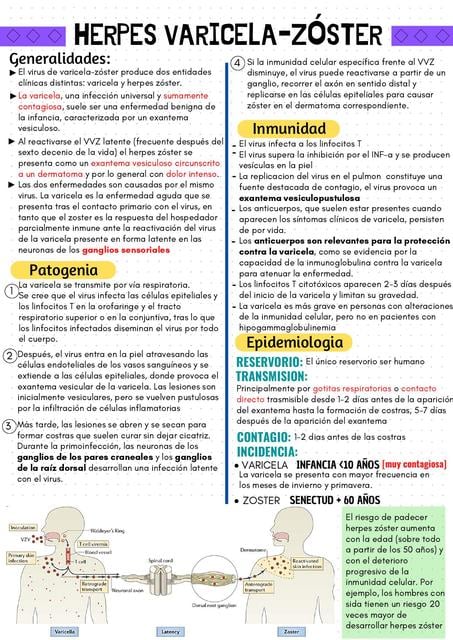 Virus Varicela- Zóster (VVZ) | Ale_medstudent | uDocz