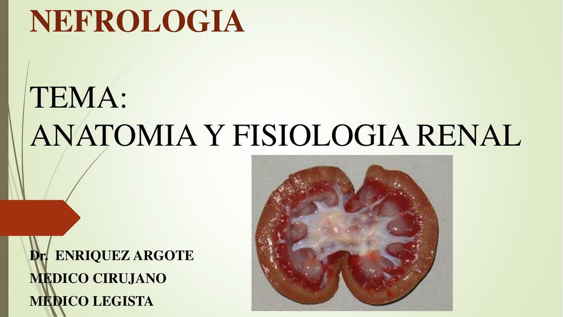 ANATOMIA Y FISIOLOGIA RENAL | Dr. ENRIQUEZ ARGOTE | uDocz