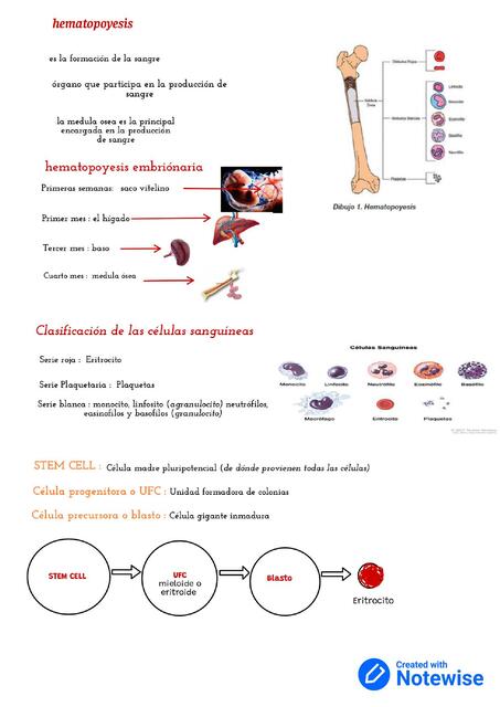 Hematopoyesis Sarai Udocz
