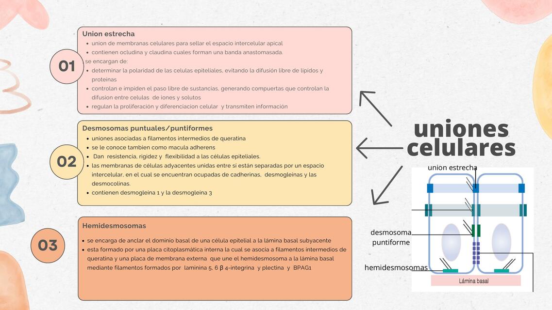 uniones celulares | Andrea Rodriguez Chuy | uDocz