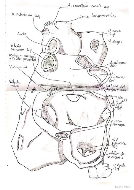 Configuración interna del corazón | GHALI OLIVEIRA GUTIERREZ MERIDA | uDocz