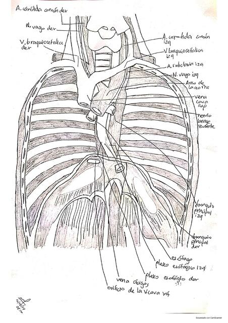 dibujo esófago | GHALI OLIVEIRA GUTIERREZ MERIDA | uDocz