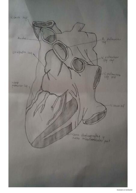 semana 1 Anatomía del corazón | GHALI OLIVEIRA GUTIERREZ MERIDA | uDocz