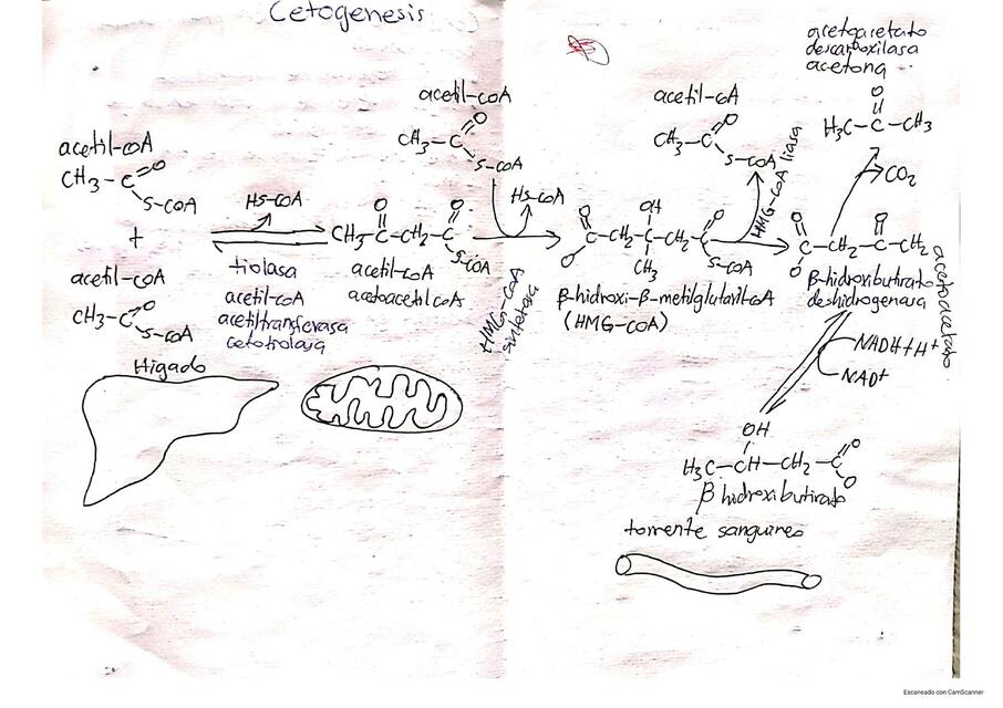 Metabolismo de cuerpos cetonicos | GHALI OLIVEIRA GUTIERREZ MERIDA | uDocz