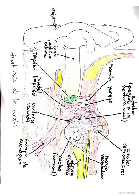 Guía semiologia | GHALI OLIVEIRA GUTIERREZ MERIDA | uDocz