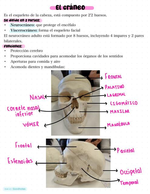 Anatomía | nattaly | uDocz