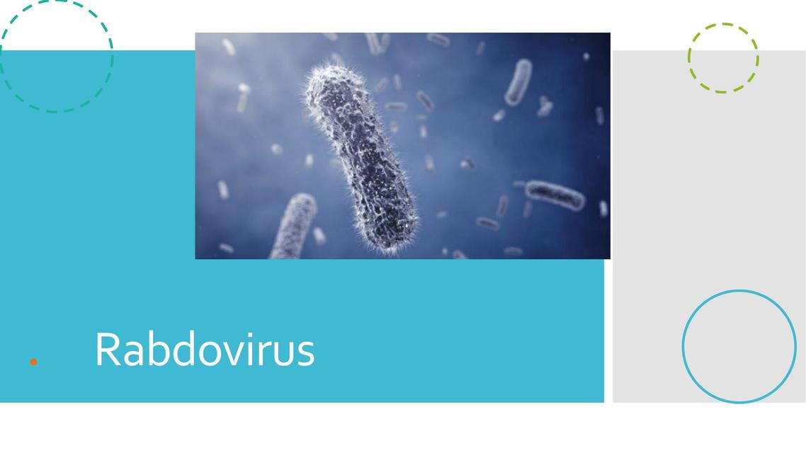 Rabdovirus | Marian P | uDocz