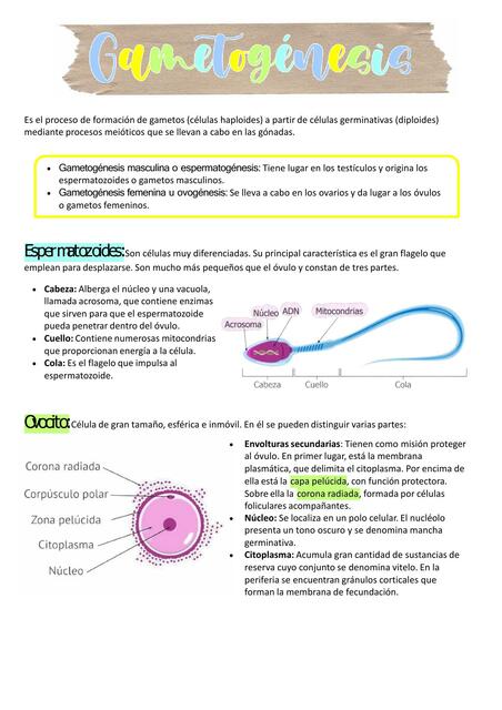Gametogenesis | María del carmen Salazar Sánchez | uDocz