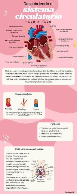 Infografia del sistema circulatorio | Celeste Codutti | uDocz