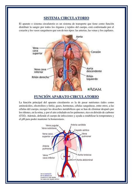 Sistema circulatorio resumen | Celeste Codutti | uDocz