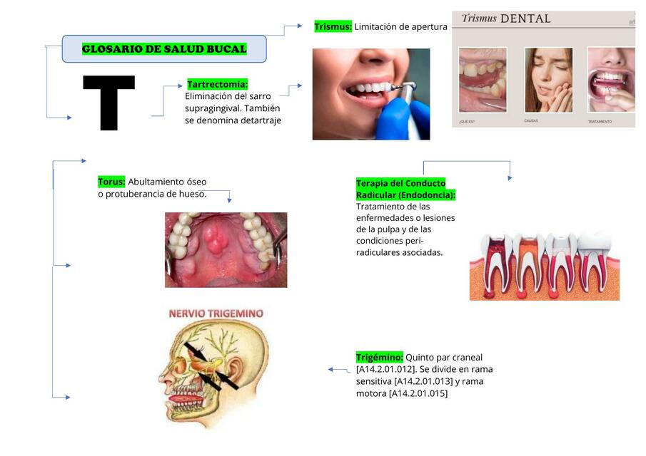 GLOSARIO T1 | Emily | uDocz