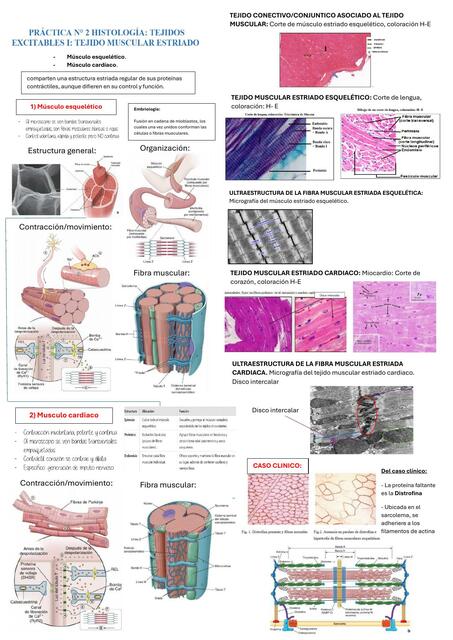 histo morfo aparato locomotor sem 2 | Marlon | uDocz