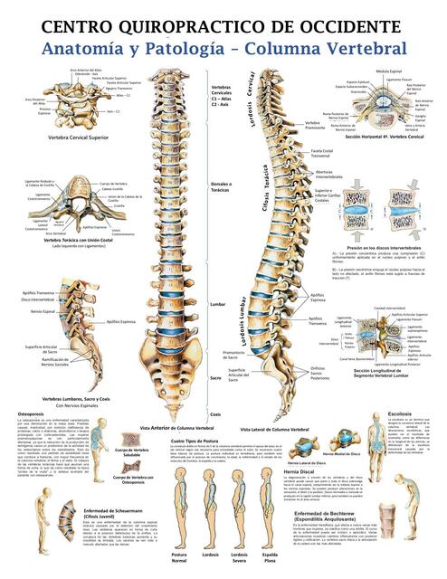 Columna Vertebral Poster | Hector Miguel | uDocz