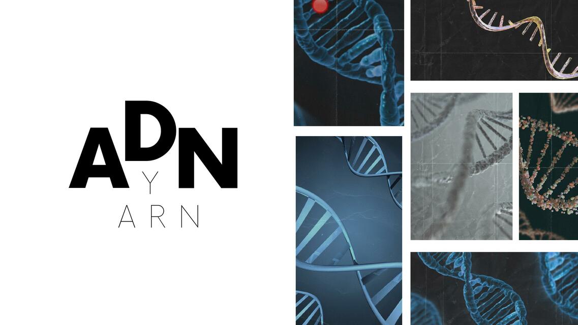 ADN y ARN | laura anel | uDocz