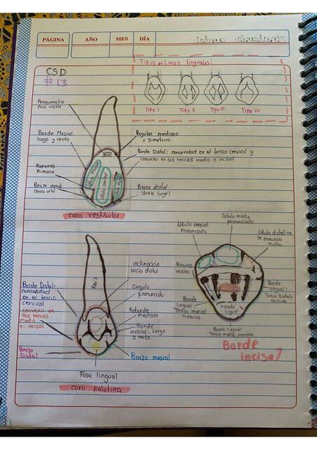 Mini atlas de anatomía dental | Jose Angel | uDocz