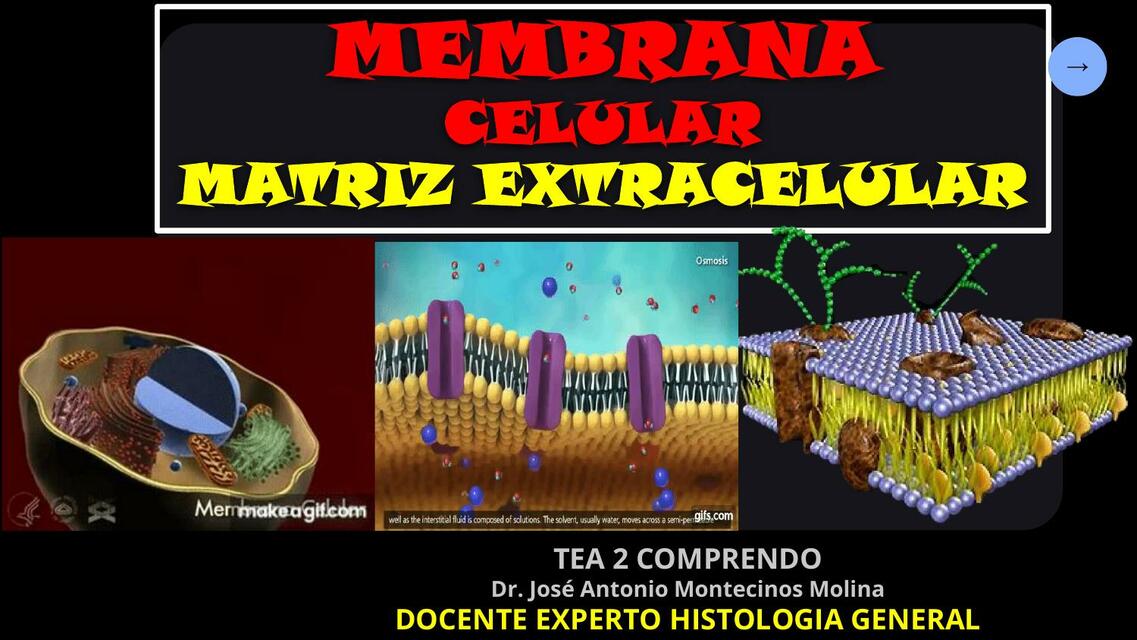 MEMBRANA CELULAR MATRIZ EXTRACELULAR | Eduarda | uDocz