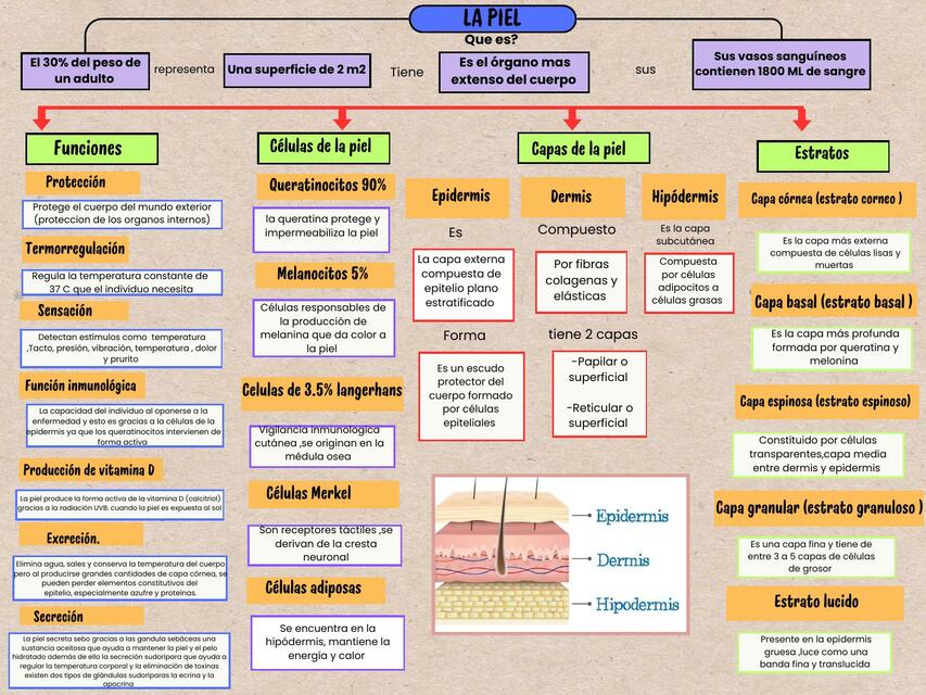 Anatomía y fisiología de la piel | Katherin Poccotay | uDocz