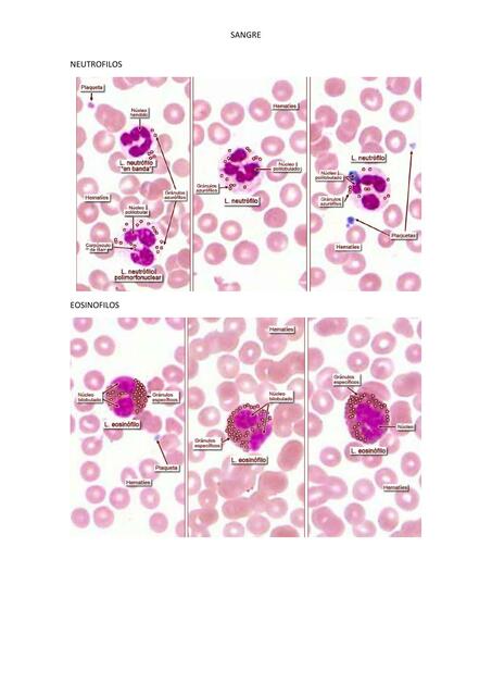 SANGRE | Alexis Cuadrado | uDocz