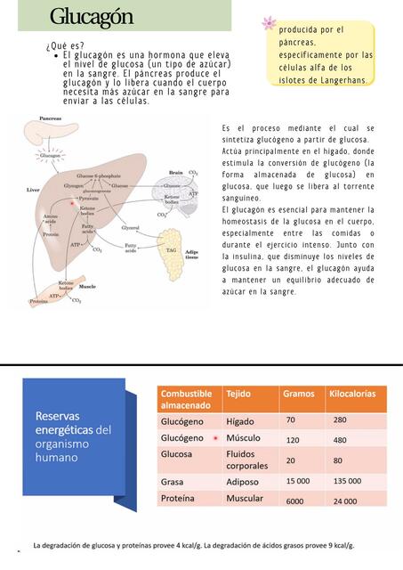 Glucagón | Gerald Dayana | uDocz