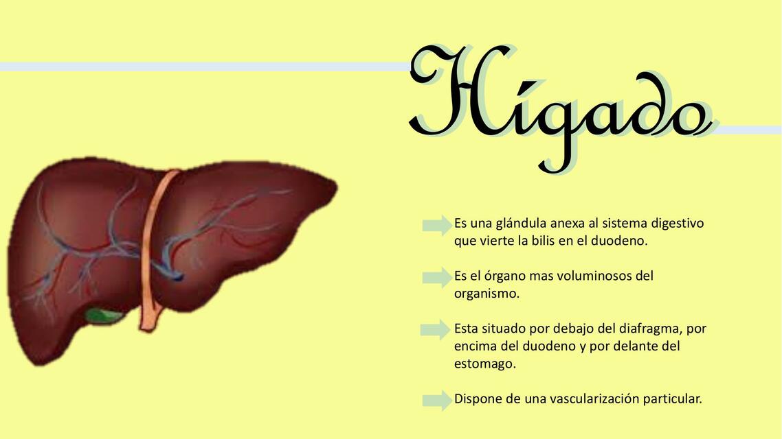 Hígado | Sofia | uDocz